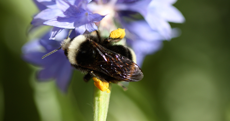 Lister Lab - The University of Western Australia