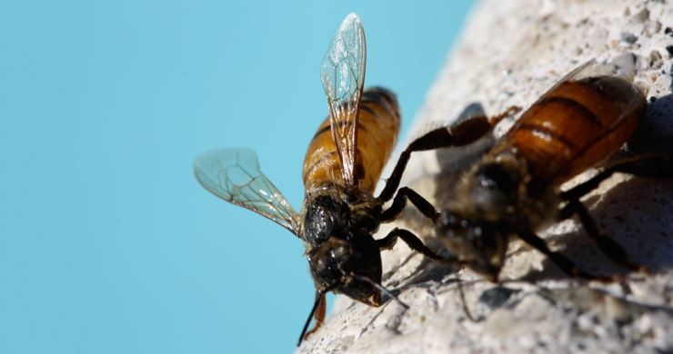 Lister Lab - The University of Western Australia
